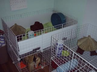 Cage Setup Examples | Hedgehog Central