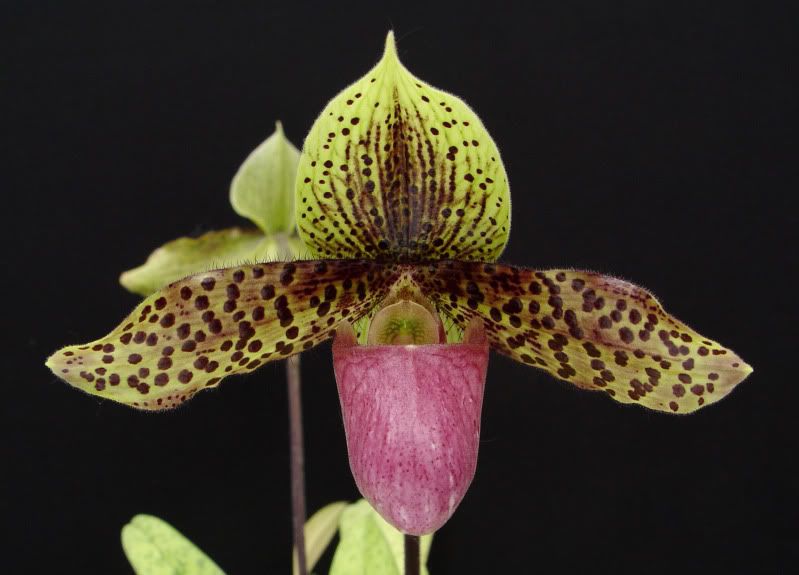 Paph. Graham Robertson 'Fountain Splash' | Slippertalk Orchid Forum