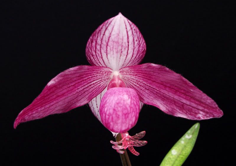 Paph. Pink Sky | Slippertalk Orchid Forum