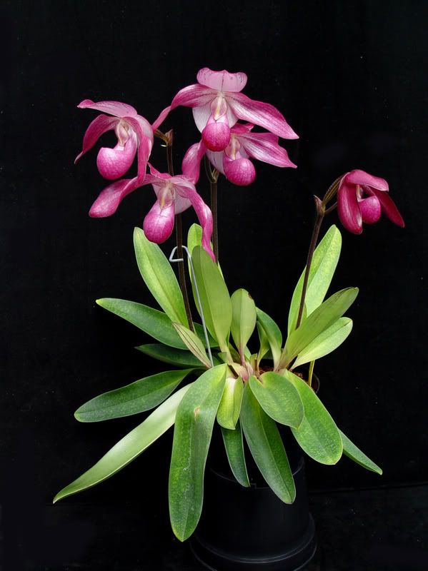 Paph. Pink Sky | Slippertalk Orchid Forum