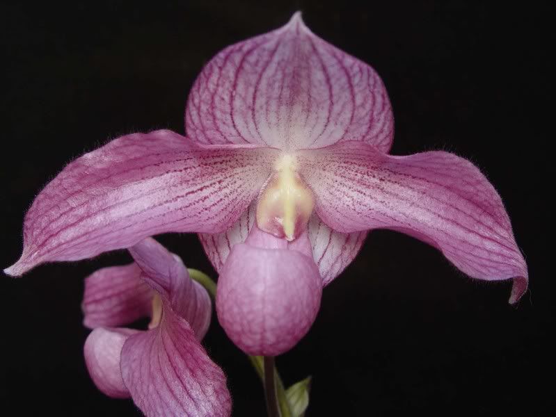 Paph. Pink Sky | Slippertalk Orchid Forum