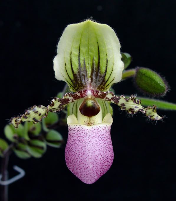 Early Cochlopetalum Taxonomy - victoria-regina, chamberlainianum, and victoria-mariae ...