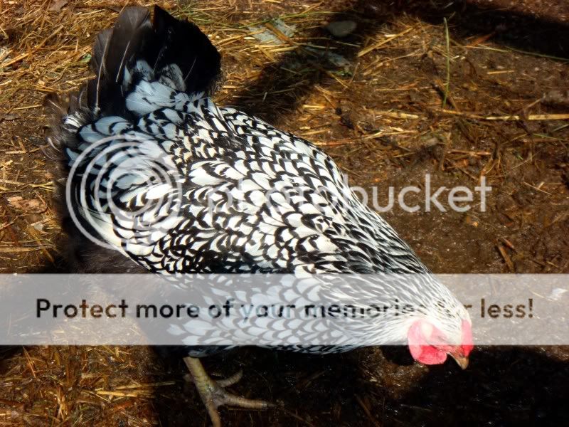 Am I reeeeaaally a Mottled Java...and a SLW?? | BackYard Chickens ...