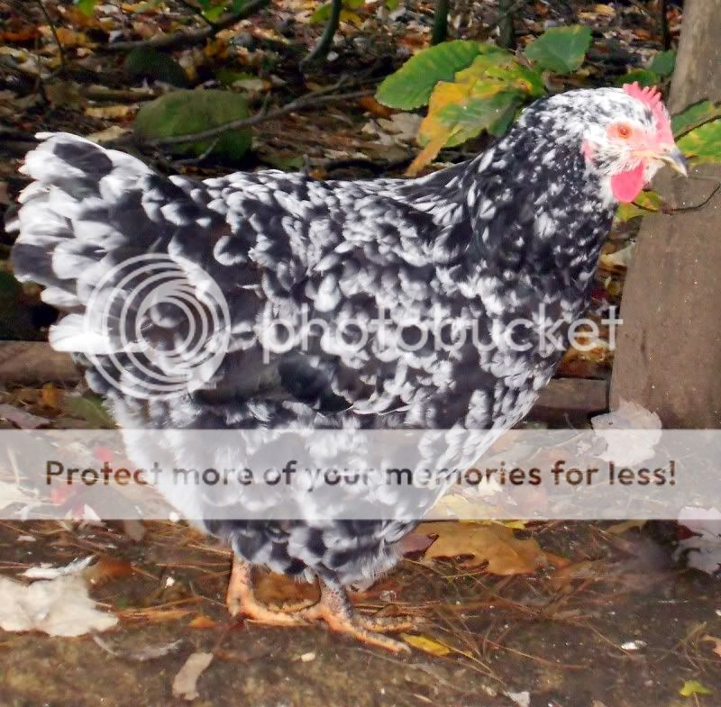 Am I reeeeaaally a Mottled Java...and a SLW?? | BackYard Chickens ...