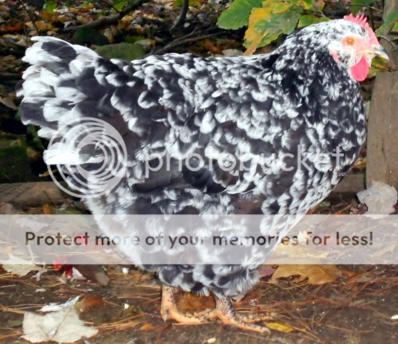 Am I reeeeaaally a Mottled Java...and a SLW?? | BackYard Chickens ...