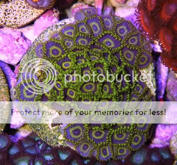 True yellow zoa???? | Reef2Reef