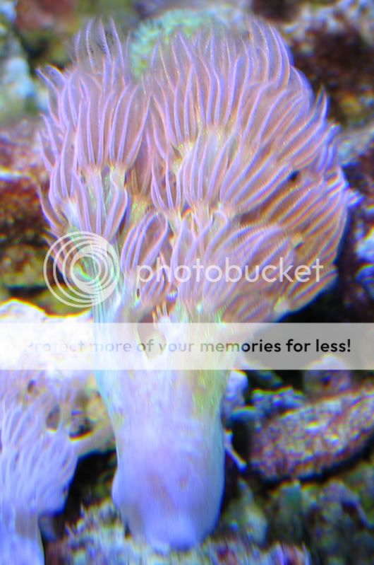 blue cespitularia question | Reef2Reef