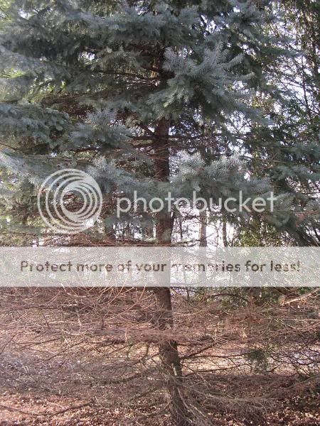 Pine tree issues | Arborist, Chainsaw & Tree Work Forum