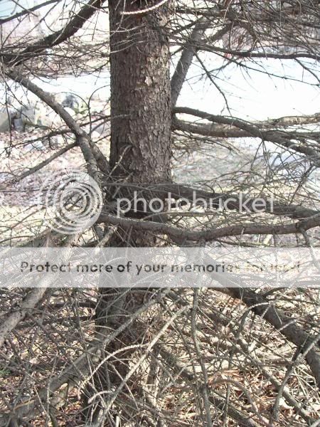 Pine tree issues | Arborist, Chainsaw & Tree Work Forum