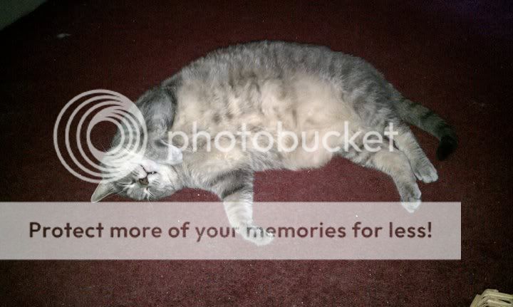 Skin Condition - clumpy and grumpy :( | Cat Forum