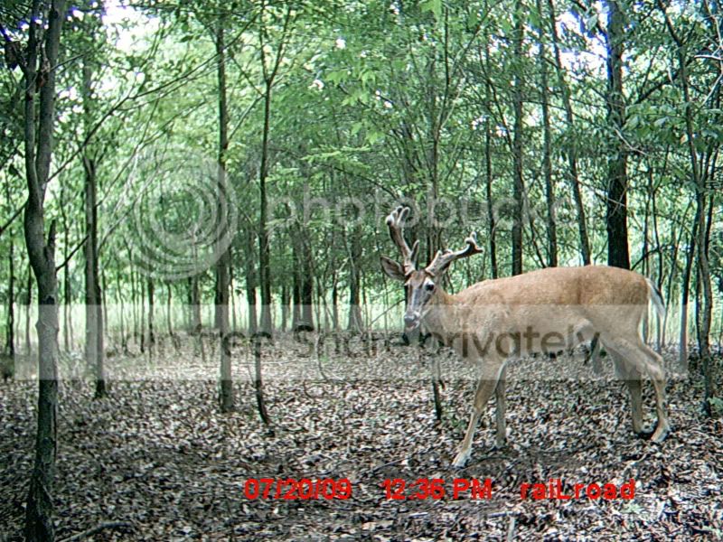 Ugliest deer? | Archery Talk Forum