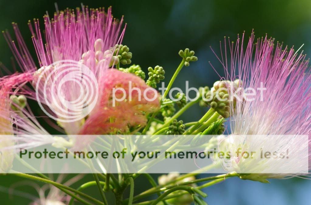 Mimosa Tree - PentaxForums.com