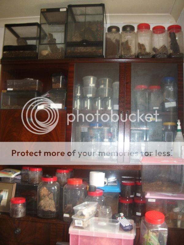 Spider rack | Reptile Forums