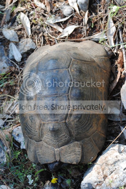 Turkish Tortoises Would Like To Know Species!!! | Reptile Forums