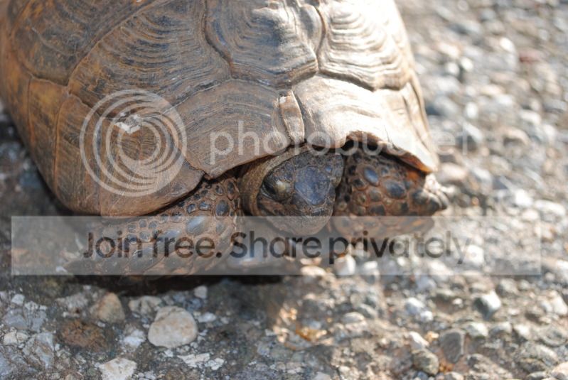 Turkish Tortoises Would Like To Know Species!!! | Reptile Forums