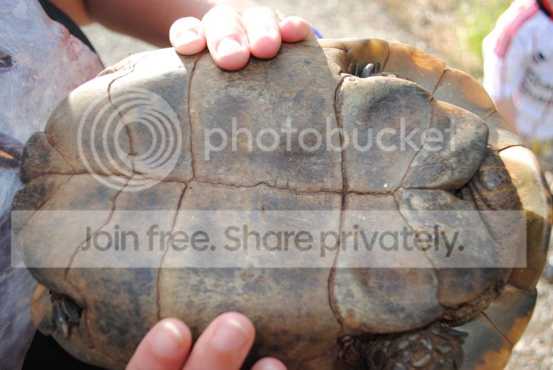 Turkish Tortoises Would Like To Know Species!!! | Reptile Forums