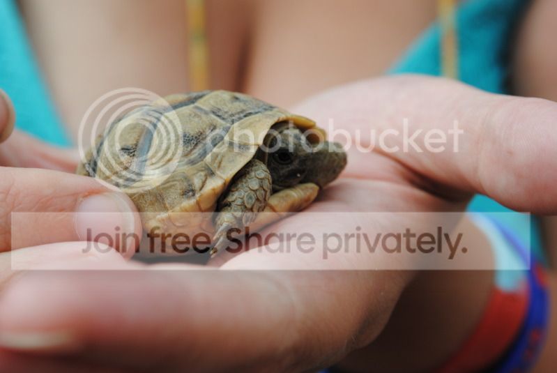 Turkish Tortoises Would Like To Know Species!!! | Reptile Forums