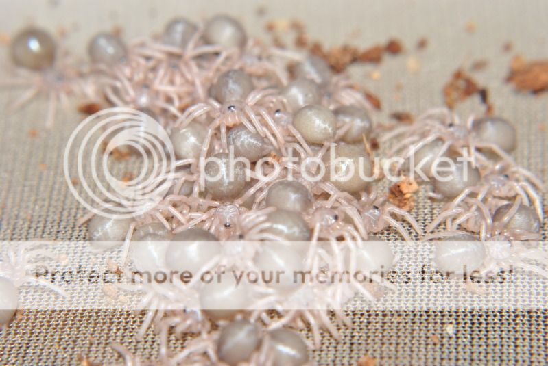 P.reduncus breeding success | Reptile Forums