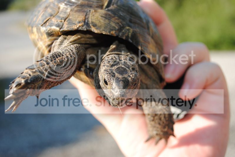 Turkish Tortoises Would Like To Know Species!!! | Reptile Forums