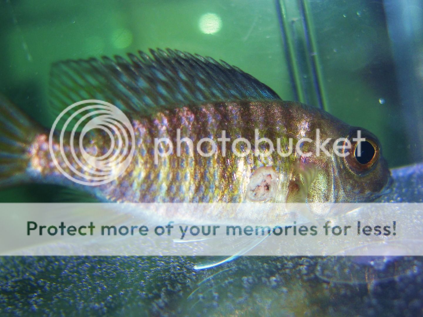 Columnaris symptoms | Cichlid Fish Forum