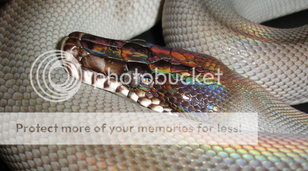 White lipped pythons. | Aussie Pythons & Snakes Forum
