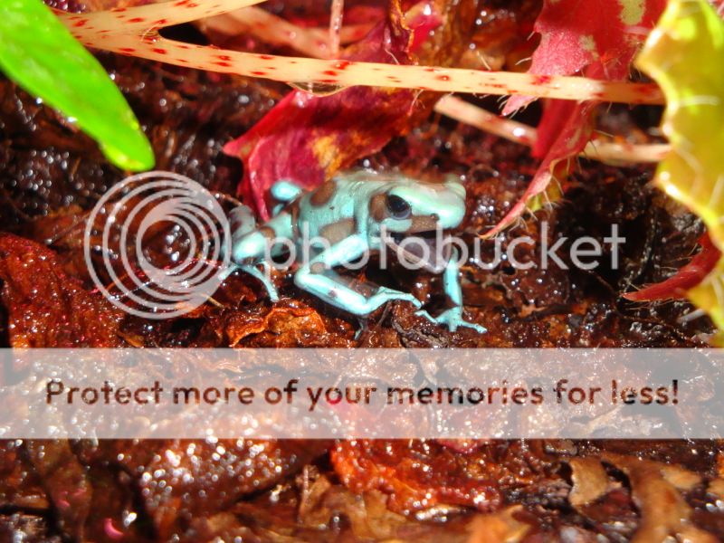 SE England - D. Azureus El Cope + Planted Set Up | Reptile Forums