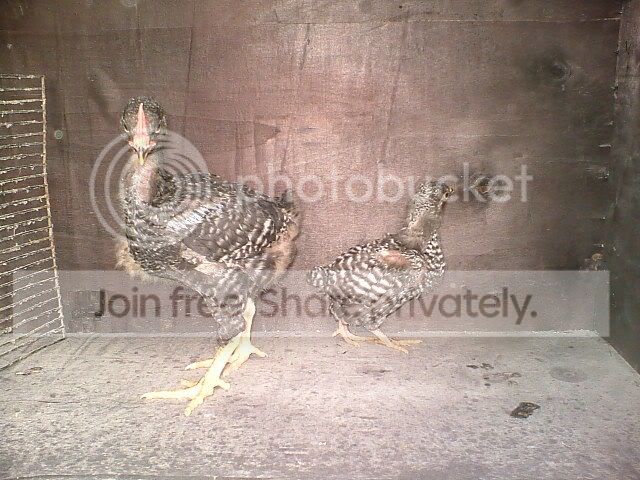 Difference Between Regular And Bantam Chicks Backyard Chickens