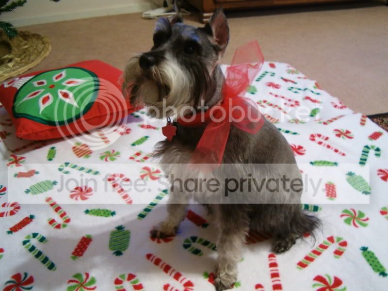 mini Schnauzers, pics? > Pets > AR15.COM