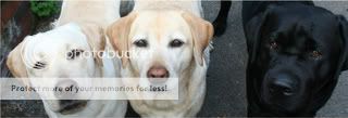 Inbreeding, Line Breeding and Outcrossing - for all! | Labradors Forums