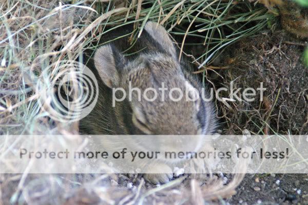 Help! My dog uncovered a rabbit's nest | Puppy Forum and Dog Forums