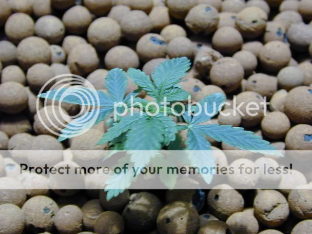 Mazar & Blueberry Hydro Grow | Grasscity Forums - The #1 Marijuana ...