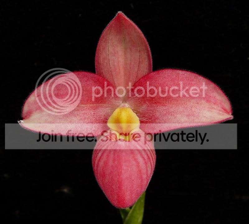 Phrag. Inca Rose (Pink Panther x besseae) | Slippertalk Orchid Forum