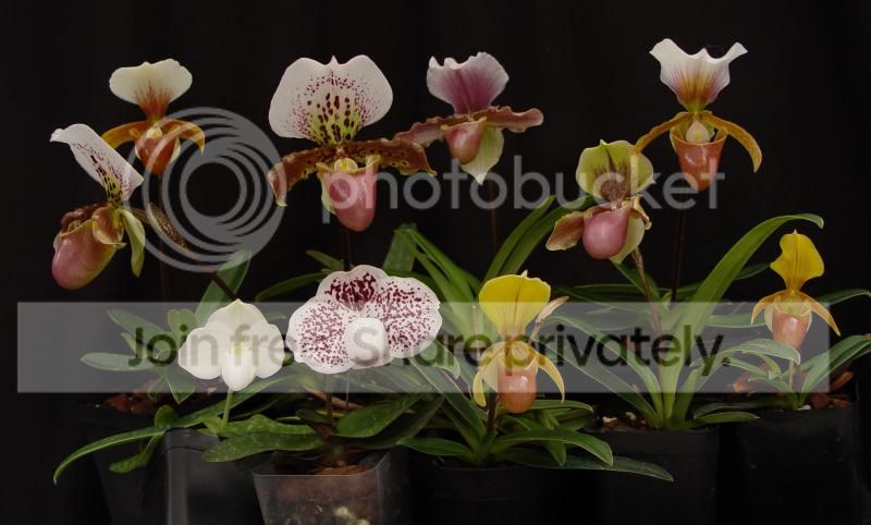 Miniature Paph Breeding | Slippertalk Orchid Forum
