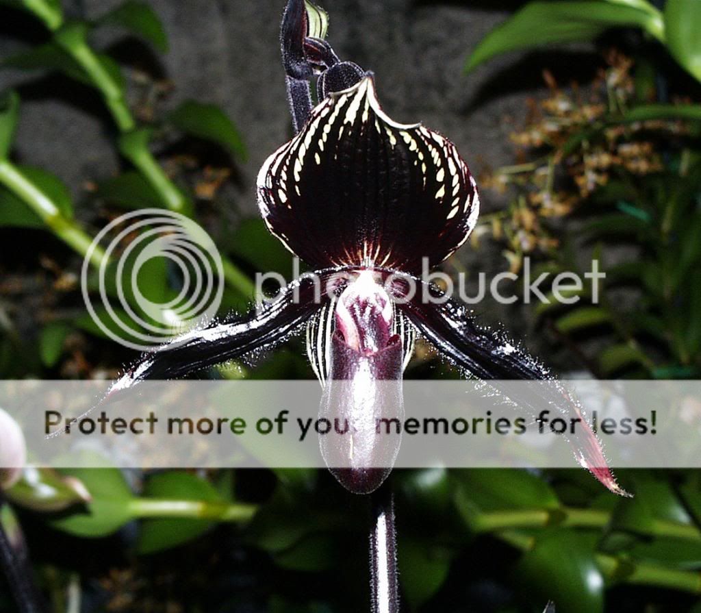 Paph callo-roth, anyone ? | Slippertalk Orchid Forum