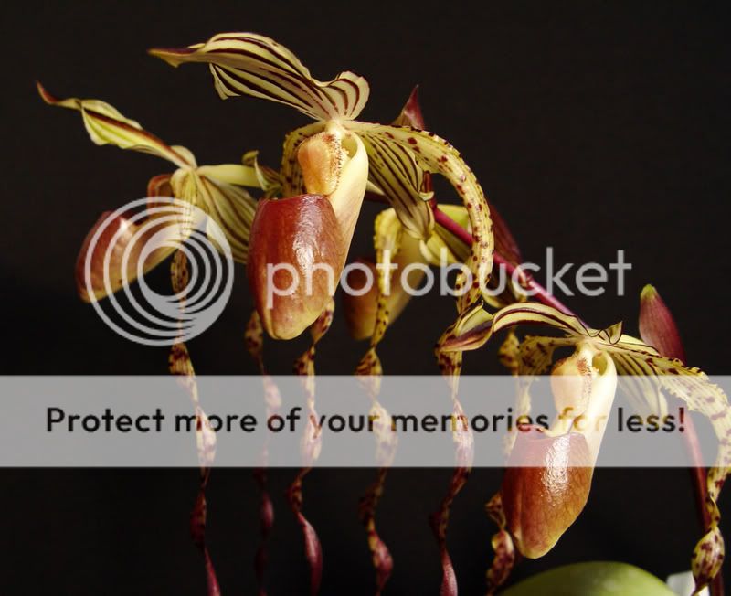 Paph. Sander's Pride | Slippertalk Orchid Forum