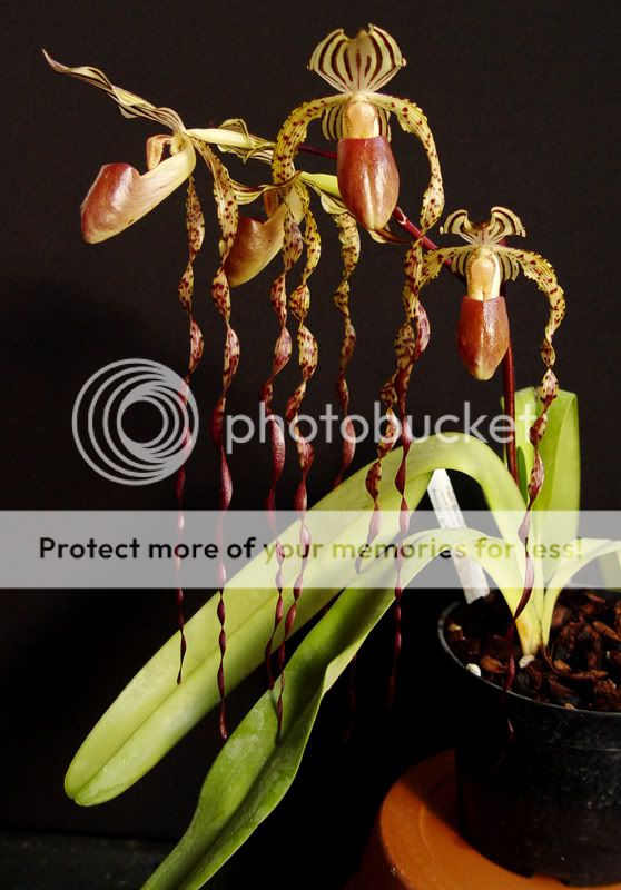 Paph. Sander's Pride | Slippertalk Orchid Forum