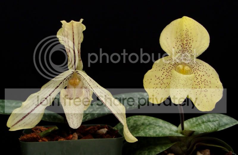 Paph. concolor var longipetalum | Slippertalk Orchid Forum