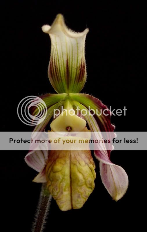 Sangii, what can you tell me about them? | Slippertalk Orchid Forum