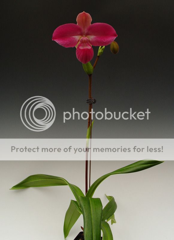 Phrag. Apollo 'Perfection' | Slippertalk Orchid Forum