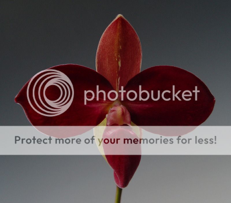 Phrag. Apollo 'Red Velvet' | Slippertalk Orchid Forum