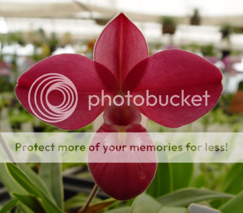 Phrag. (Haley Decker x fischeri) | Slippertalk Orchid Forum