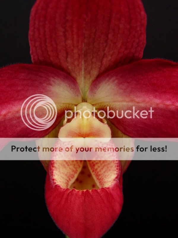 Phrag. Allison Strohm (kovachii x Living Fire) | Slippertalk Orchid Forum