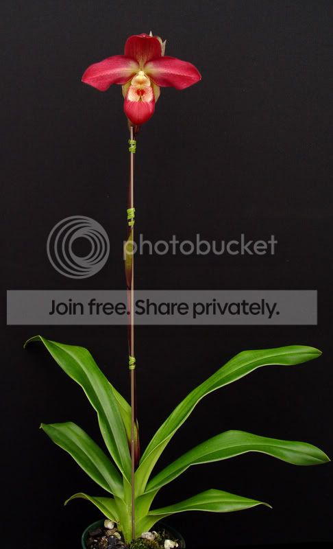 Phrag. Allison Strohm (kovachii x Living Fire) | Slippertalk Orchid Forum