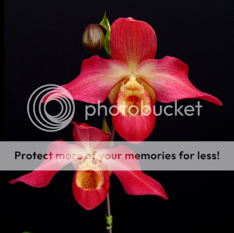 Phrag. Allison Strohm (kovachii x Living Fire) | Slippertalk Orchid Forum