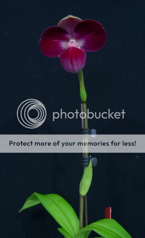 Phrag. Apollo 'Christmas Eve' (Fritz Schomburg x kovachii ...