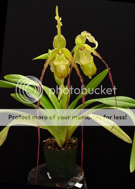 Phrag. Devil Fire | Slippertalk Orchid Forum