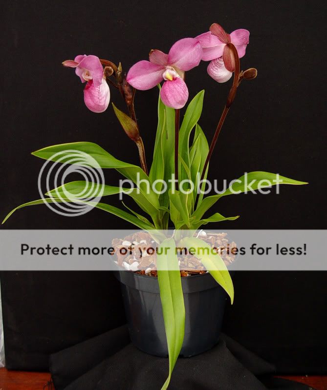 Phrag. fischeri 'Pink Sorbet' | Slippertalk Orchid Forum