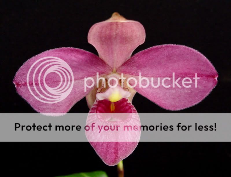 Phrag. fischeri 'Pink Sorbet' | Slippertalk Orchid Forum