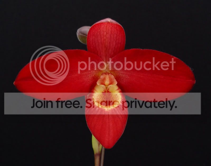 Phrag. Scarlet O'Hara 'Karen' AM/AOS | Slippertalk Orchid Forum
