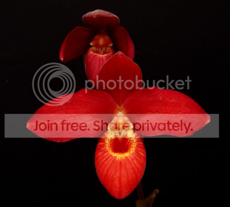 Phrag. Jason Fischer 'Red Admiral' AM/AOS | Slippertalk Orchid Forum